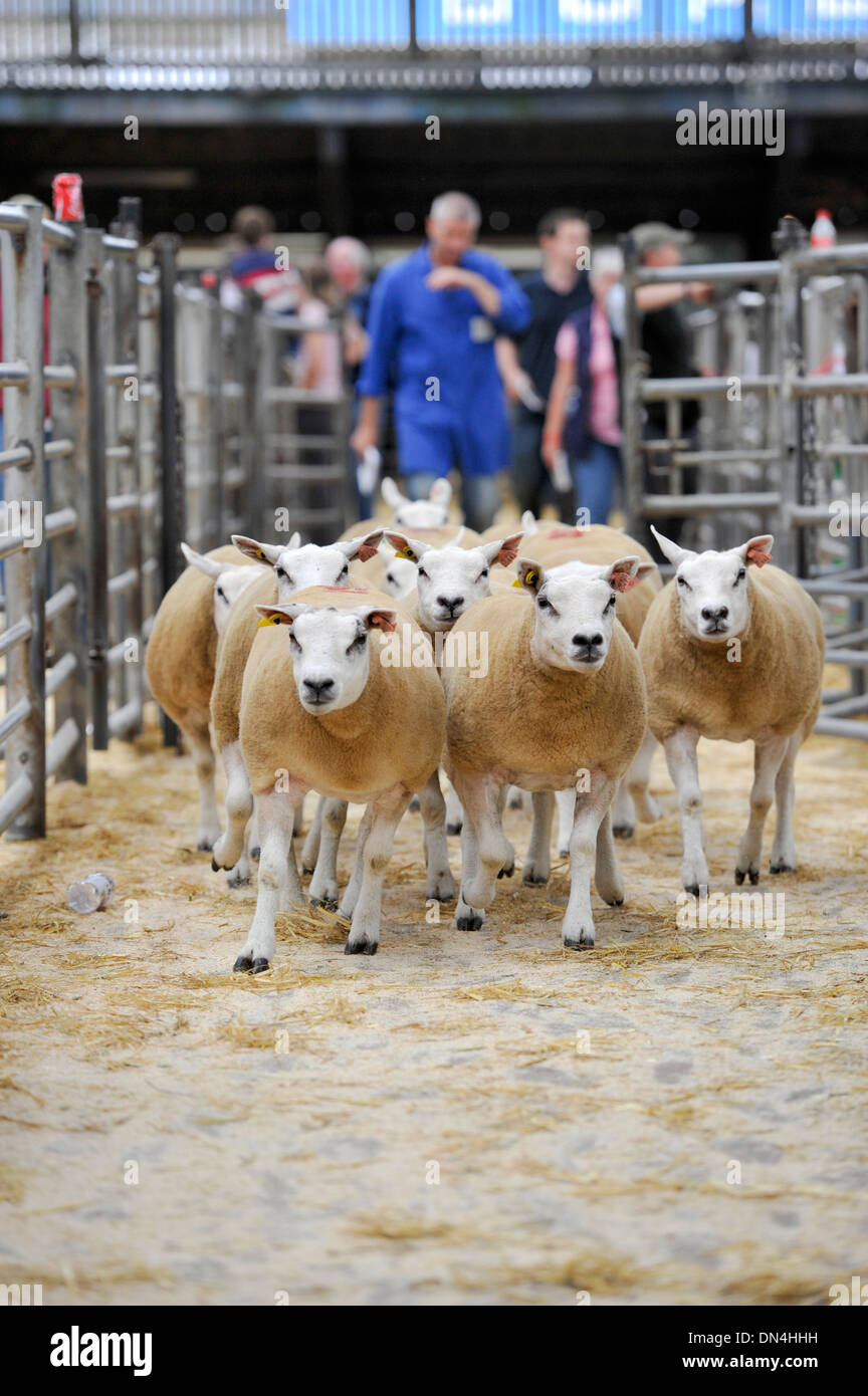 Livestock drover at auction mart moving sheep. Cumbria, UK Stock Photo ...