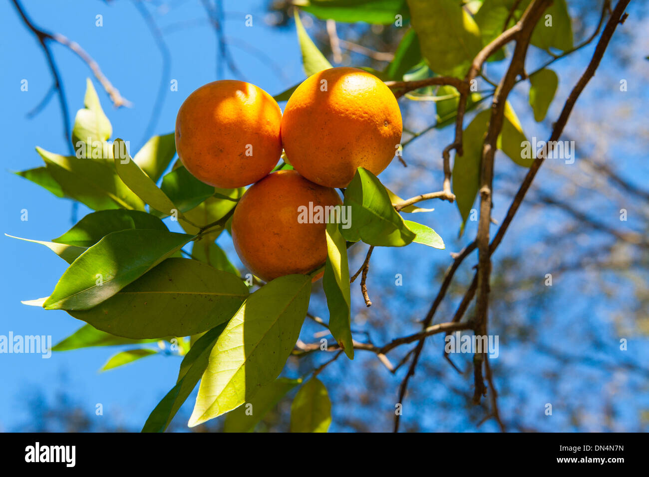 Evergreen tree species hi-res stock photography and images - Alamy