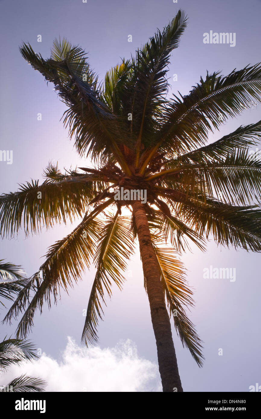 family of perennial lianas, shrubs, and trees known as palm trees Stock ...