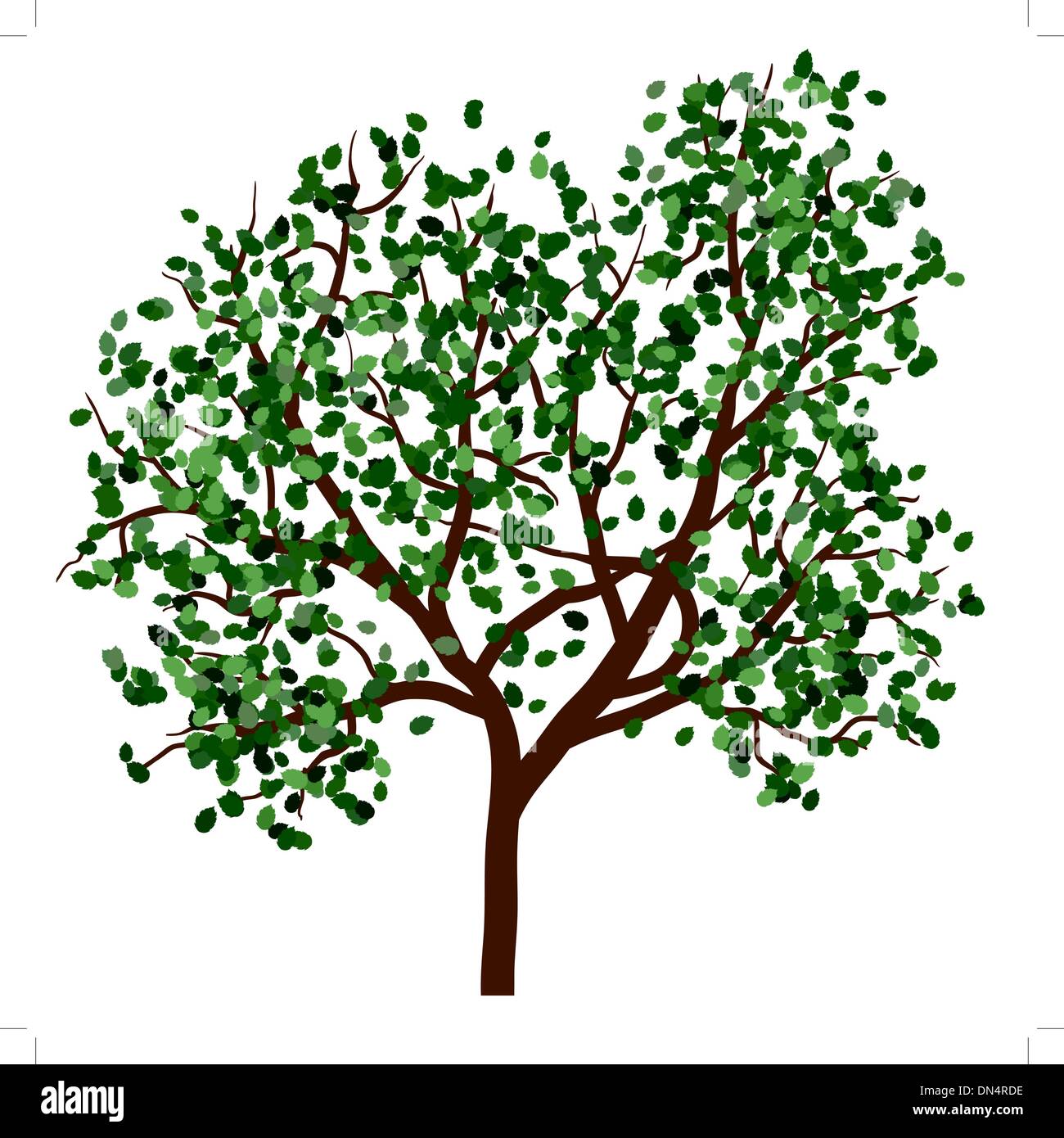 Beautiful maple tree summer park Stock Vector Images - Alamy