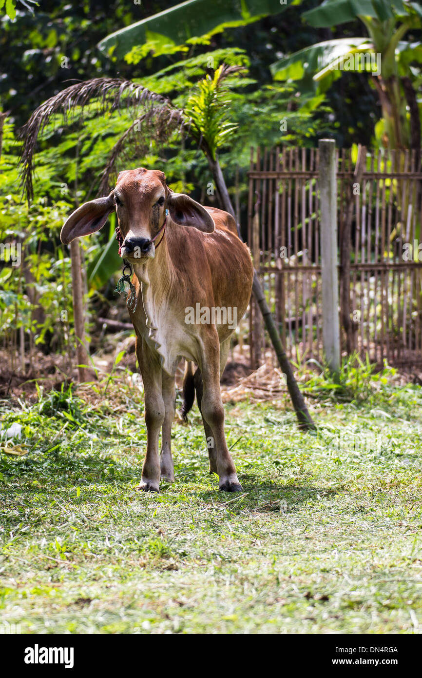 Fat cow hi-res stock photography and images - Alamy