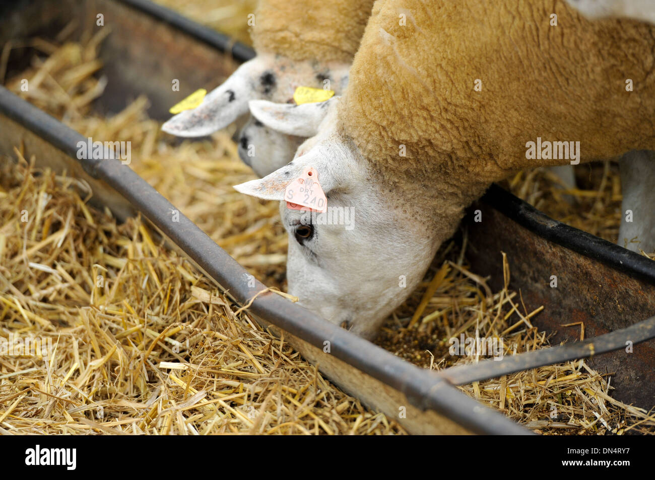 White faced sheep eating feed from a trough. Cumbria, UK Stock Photo ...