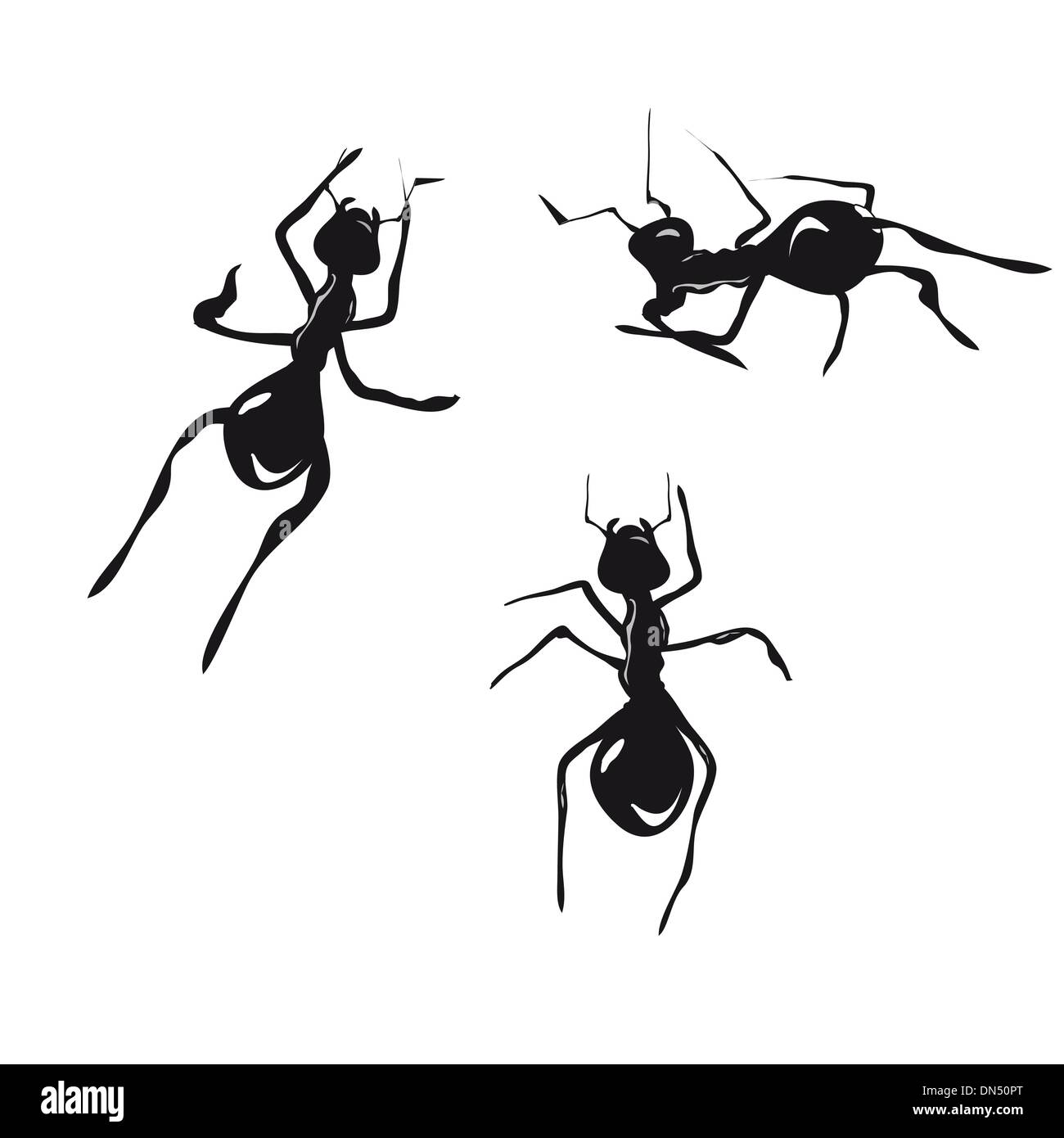 Row of ants hi-res stock photography and images - Alamy