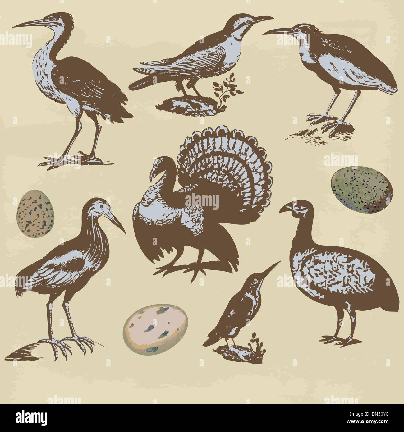 Vintage woodpecker Stock Vector Images - Alamy