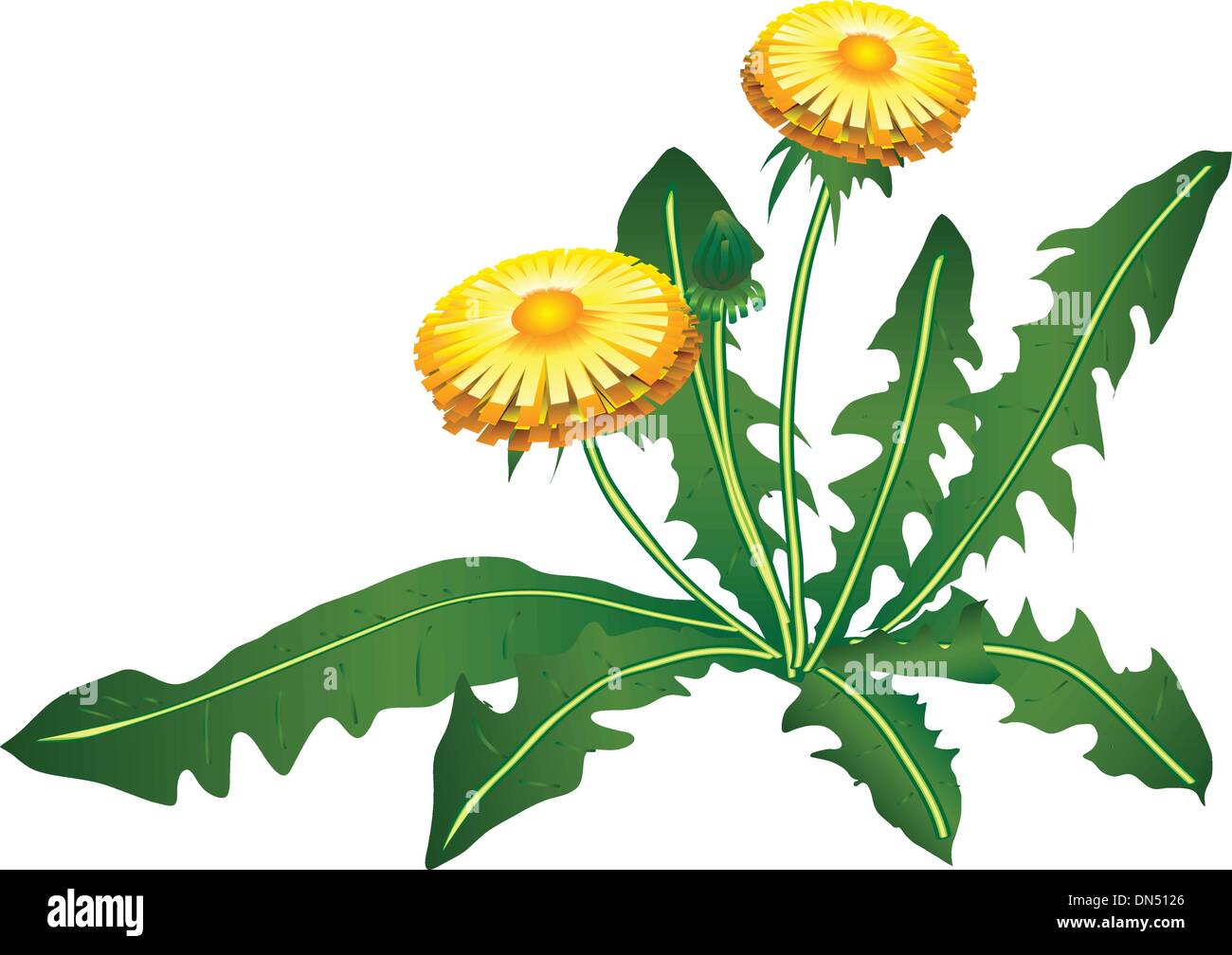 Blowball plant Stock Vector Images - Alamy