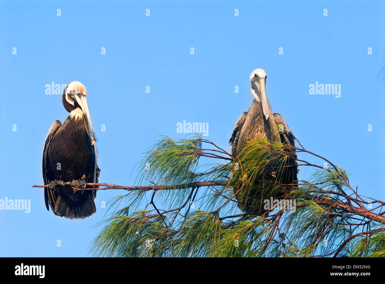 Pelican tree perch hi-res stock photography and images - Alamy