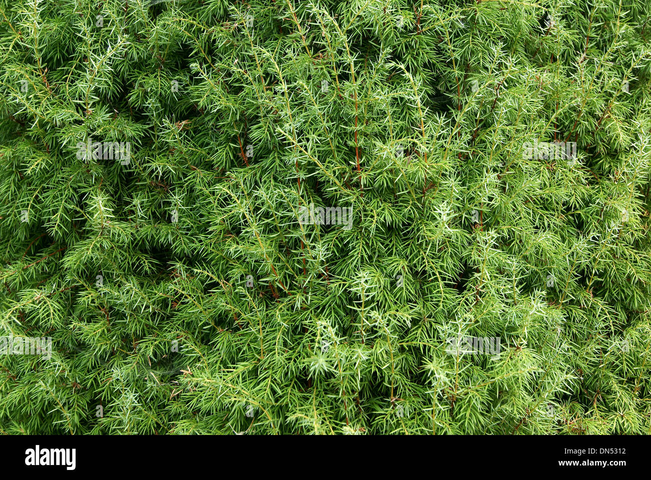 Juniper close up hi-res stock photography and images - Alamy