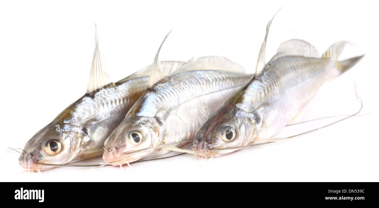 Freshwater Tengra fish of Bangladesh over white background Stock Photo ...