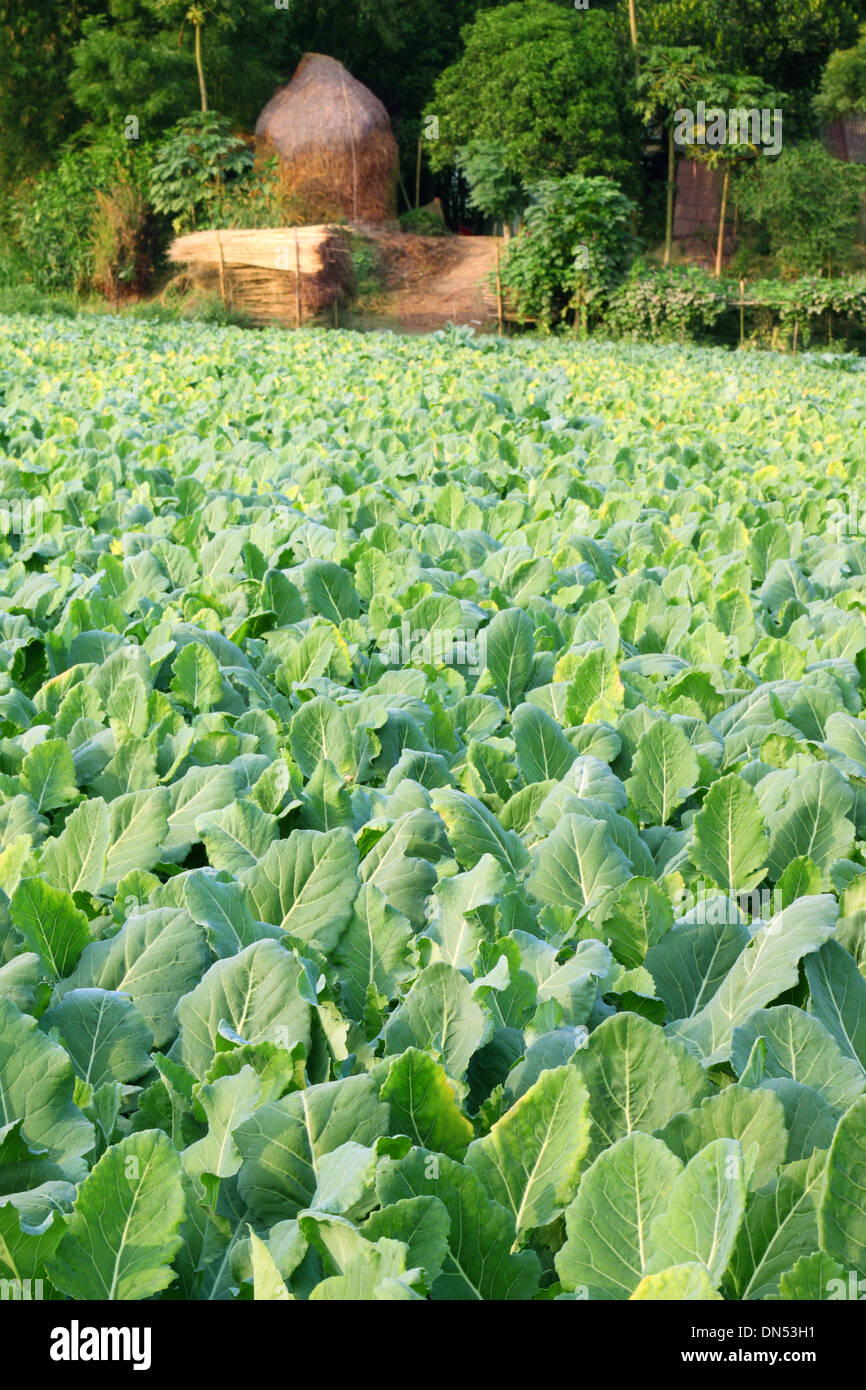 Rural vegetable field of German turnip Stock Photo - Alamy