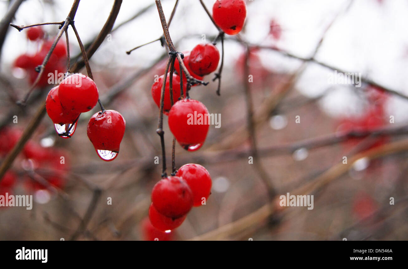 Ashberry fruit hi-res stock photography and images - Alamy