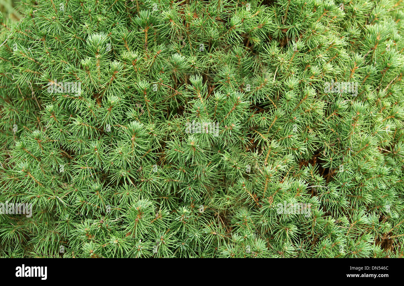 Canadian fir tree Stock Photo - Alamy