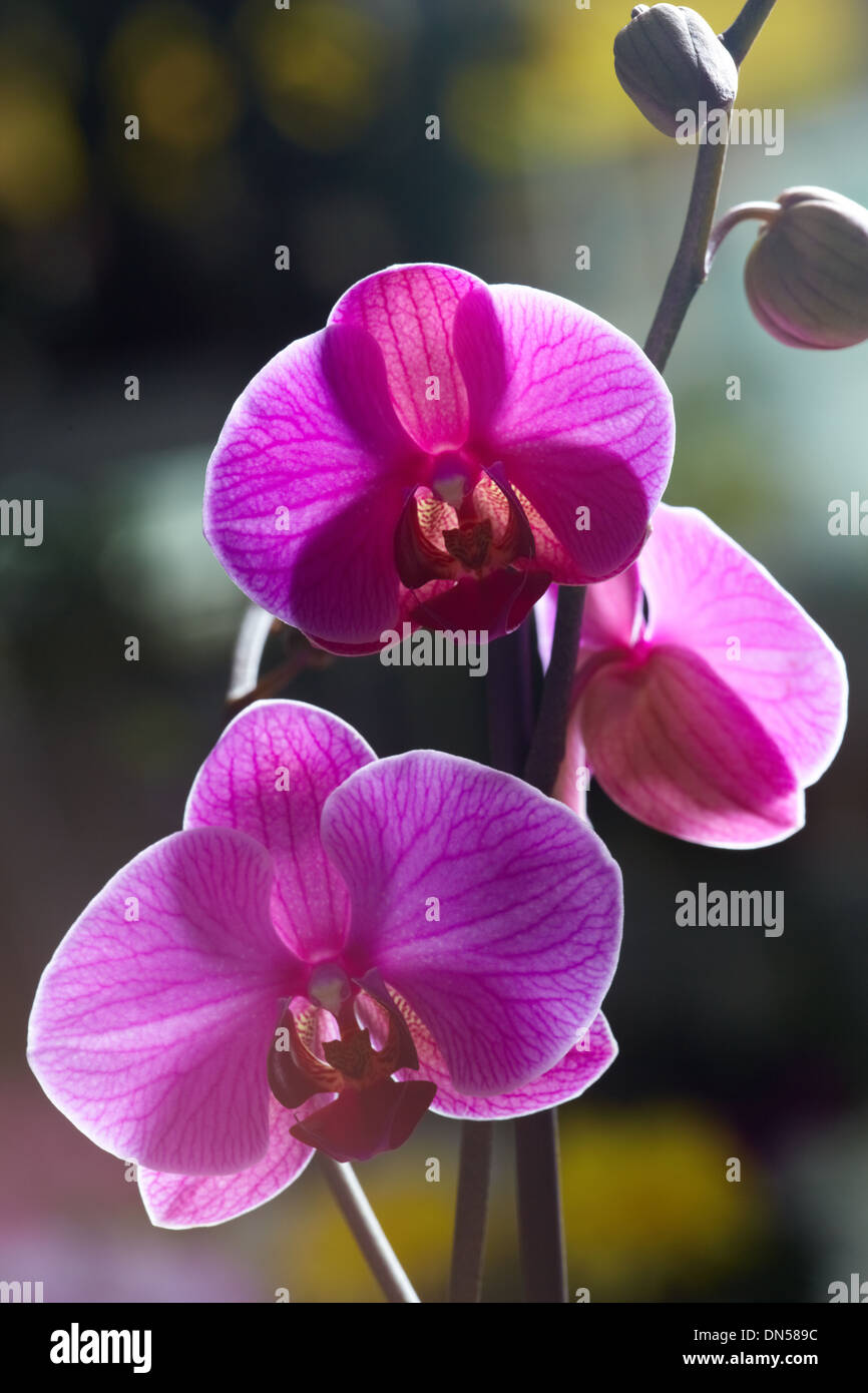 Close-up of bright violet orchids Stock Photo - Alamy