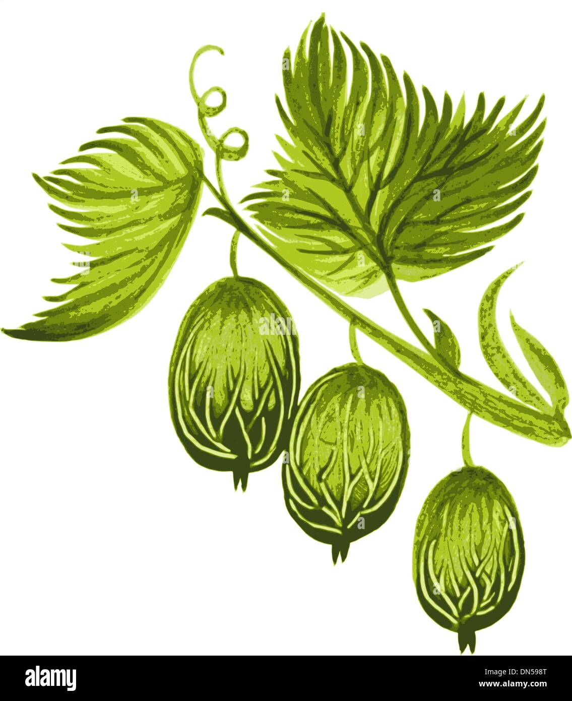 Gooseberry art hi-res stock photography and images - Alamy