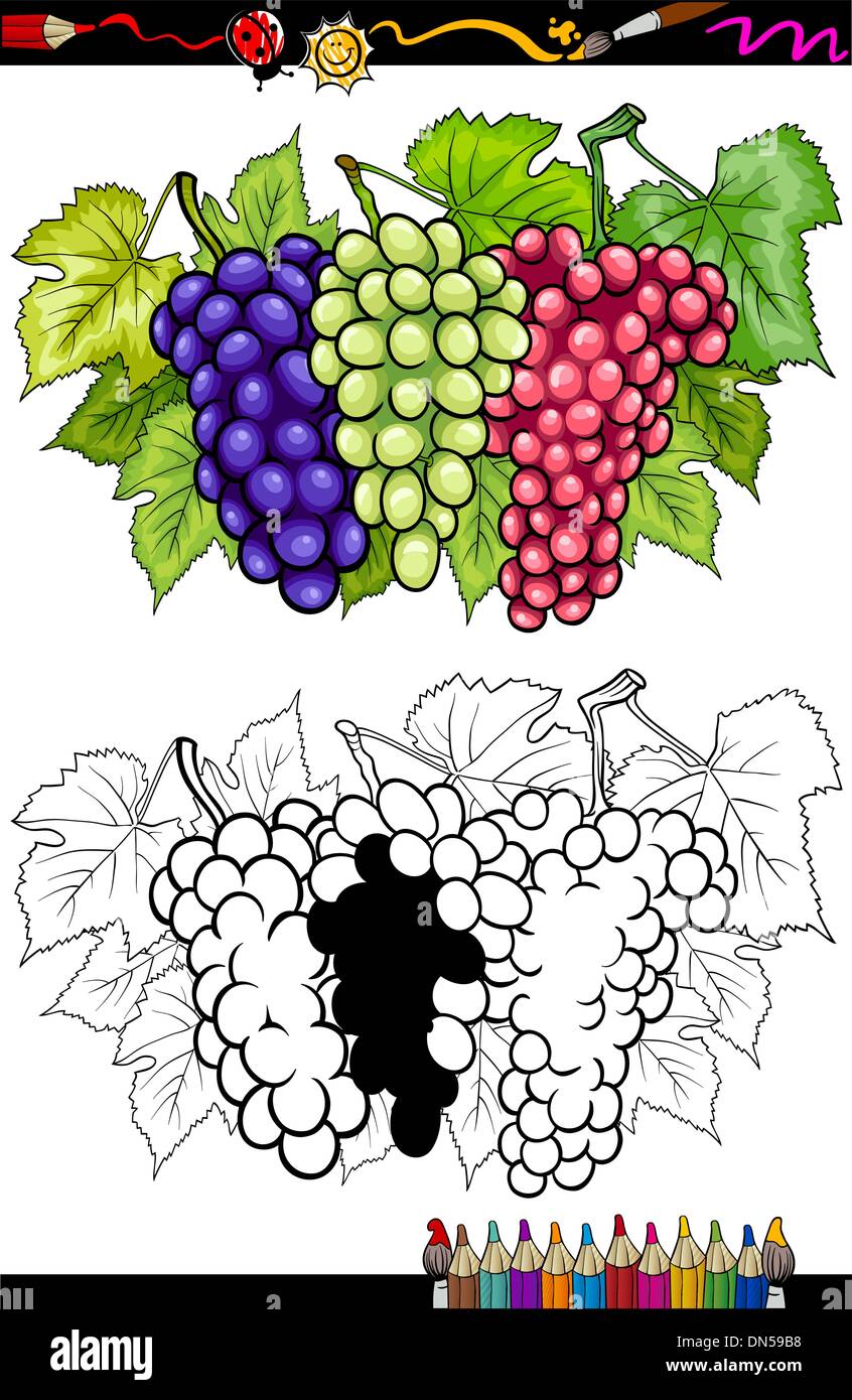grapes fruits illustration for coloring book Stock Vector Image & Art ...