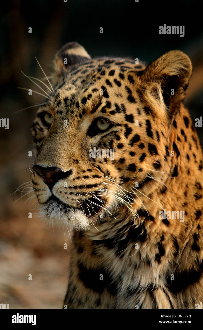 Dachigam leopard hi-res stock photography and images - Alamy