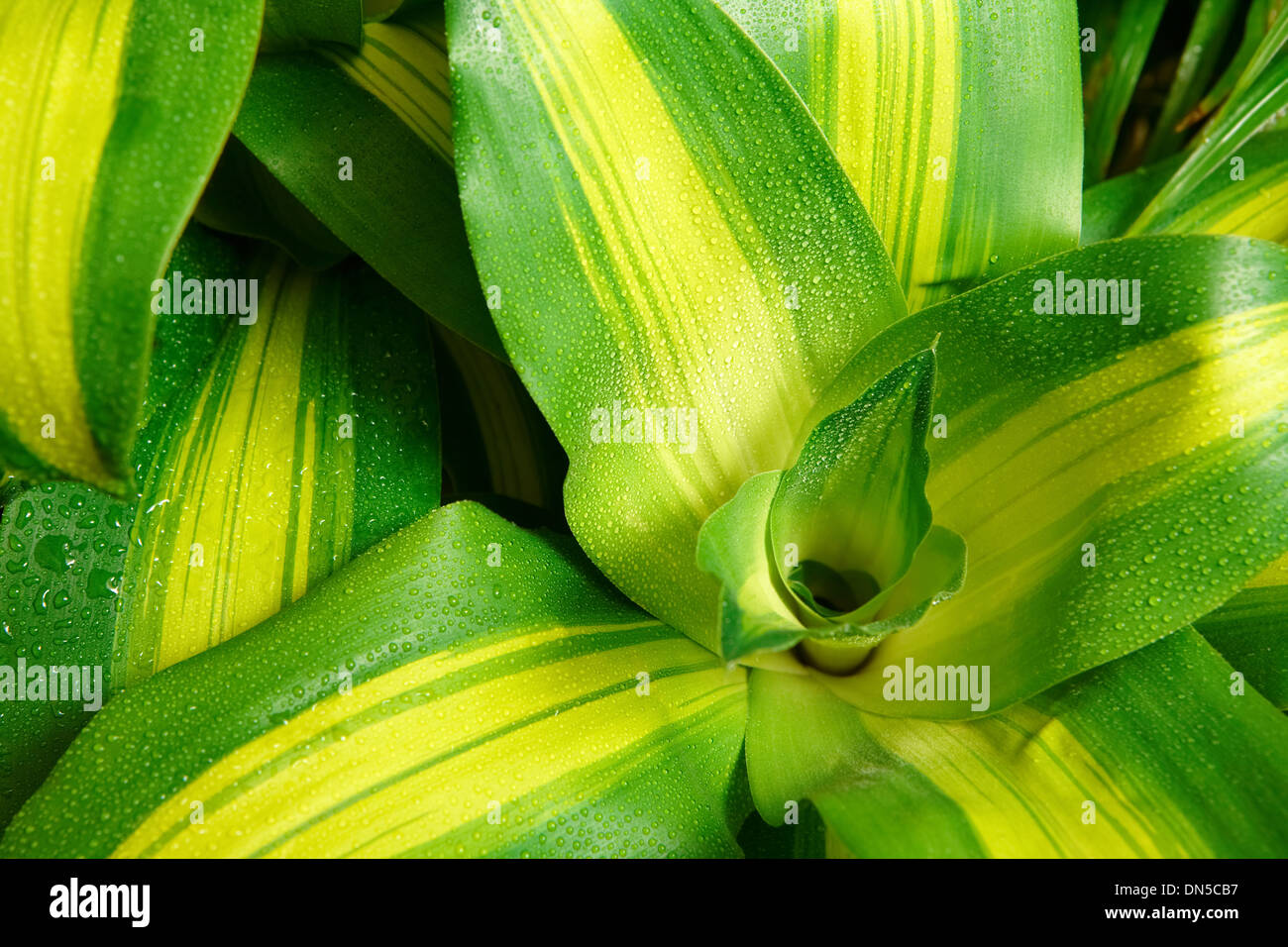 Macro image of fresh leaves of green plant with pure raindrops on it ...