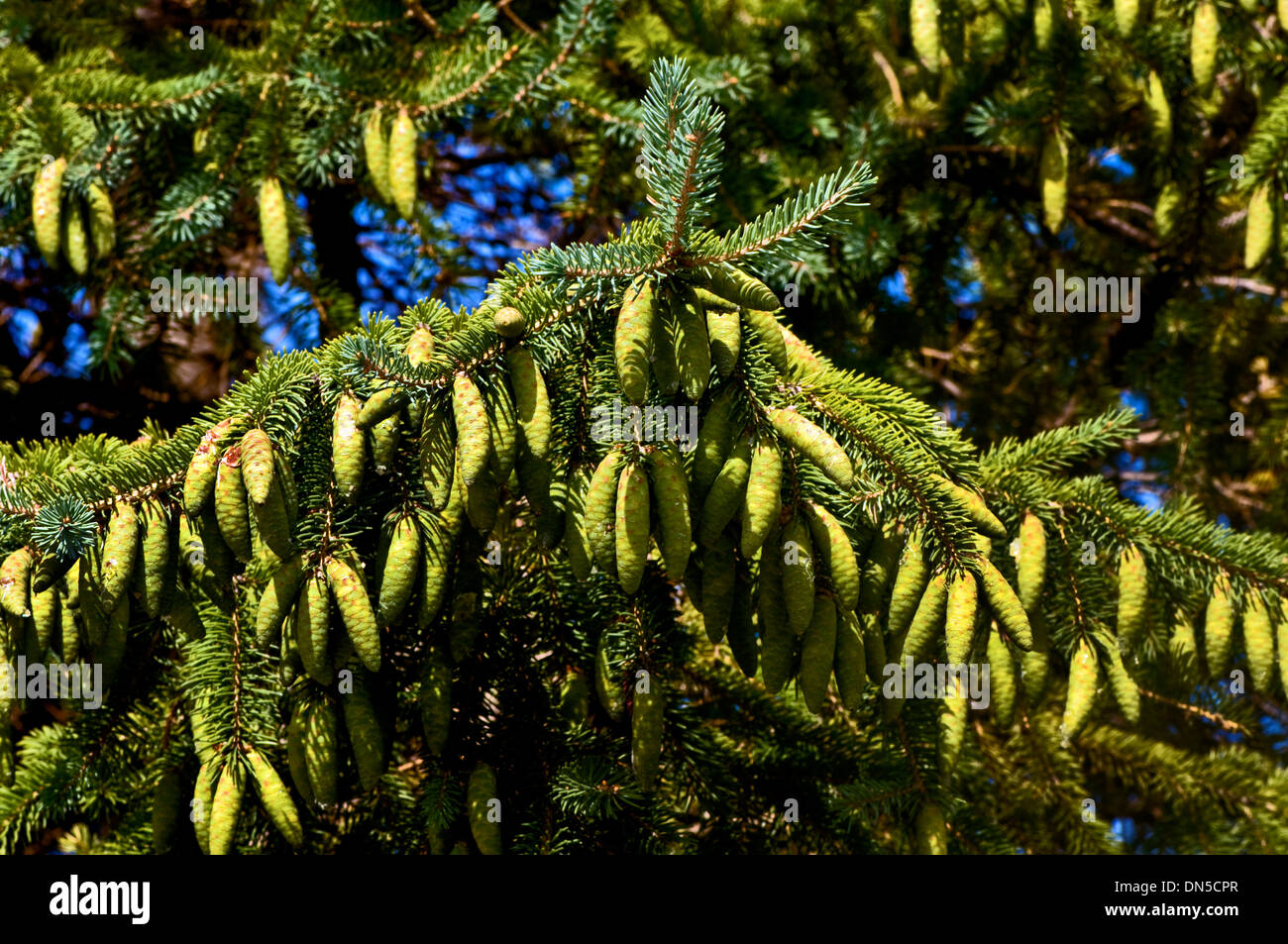 Conifer tree branches with many hanging pine cones (conifer cones Stock ...