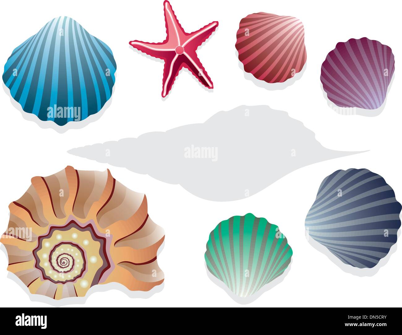 vector collection of sea shells Stock Vector Image & Art - Alamy