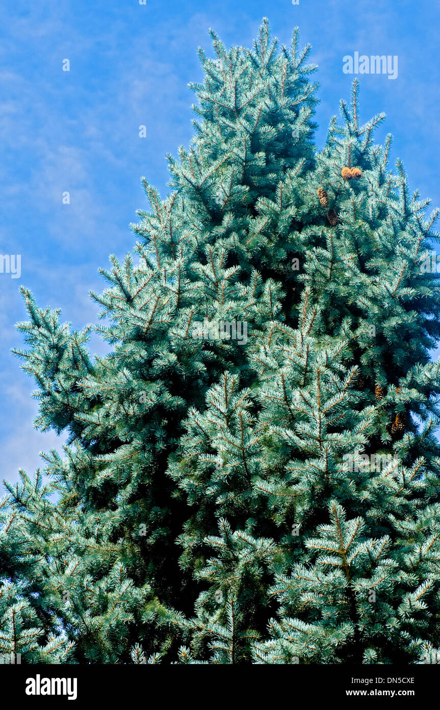 Cones grow hi-res stock photography and images - Alamy