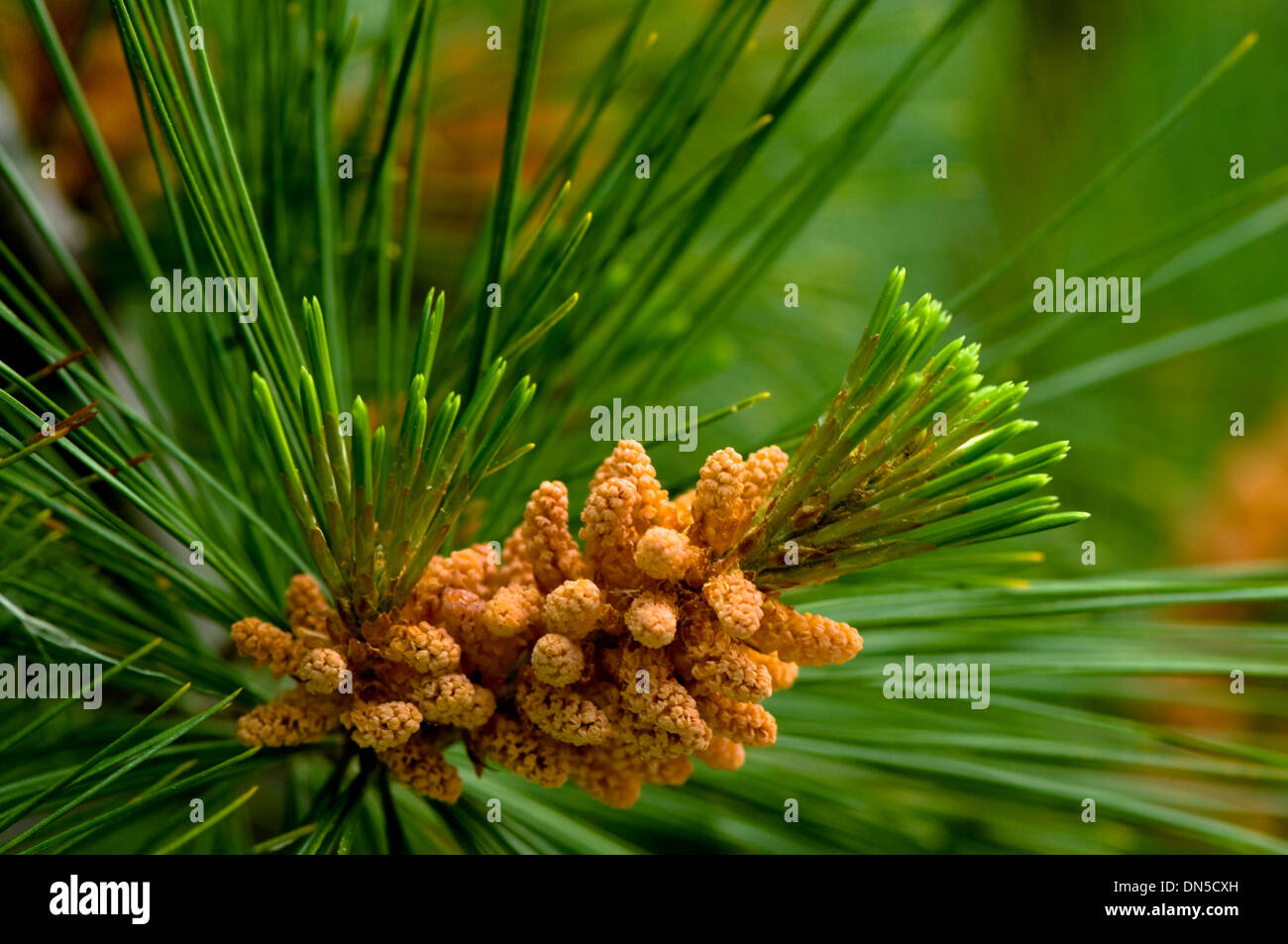 Immature conifer cone hi-res stock photography and images - Alamy