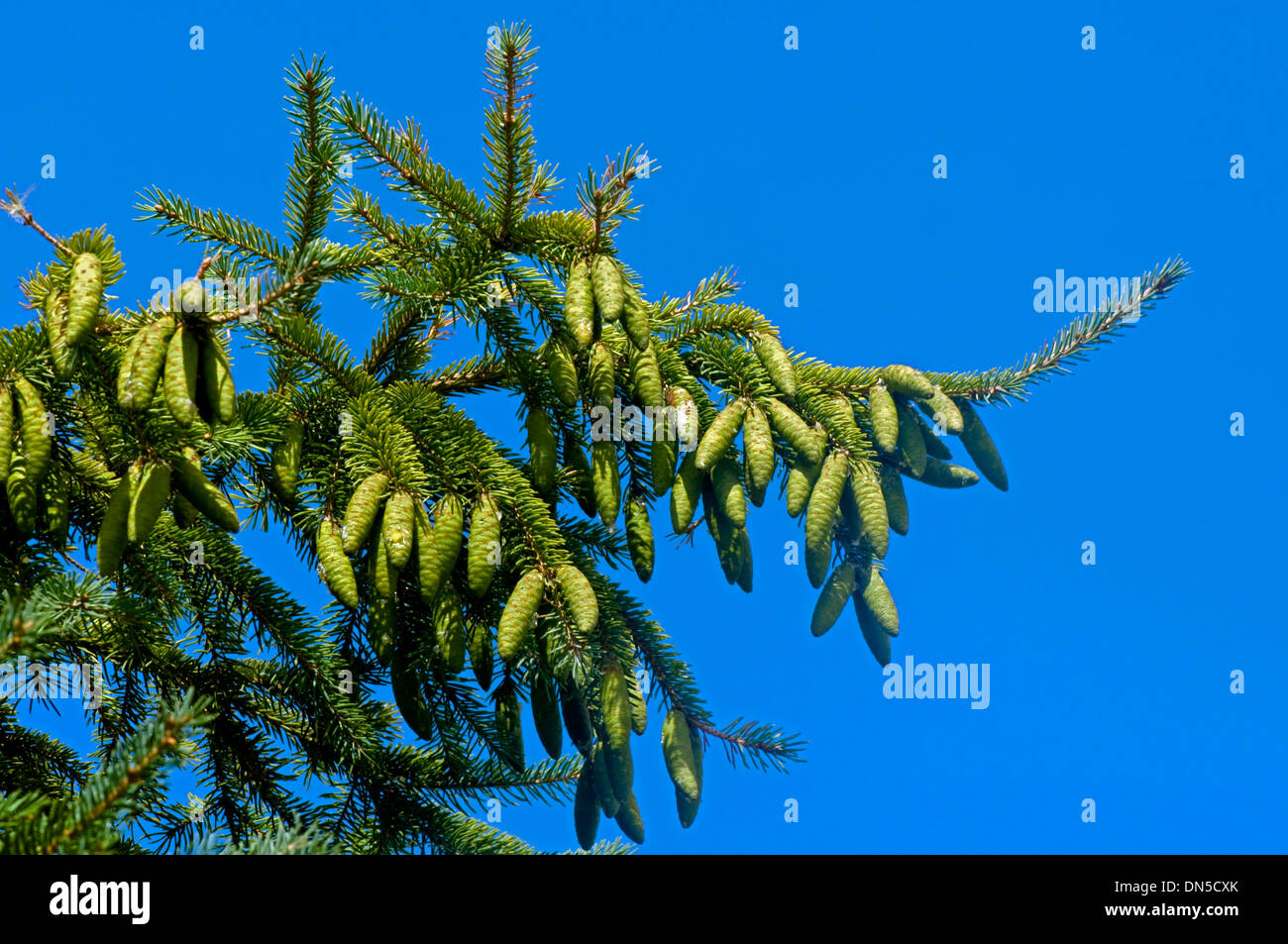 Conifer tree branches hi-res stock photography and images - Alamy
