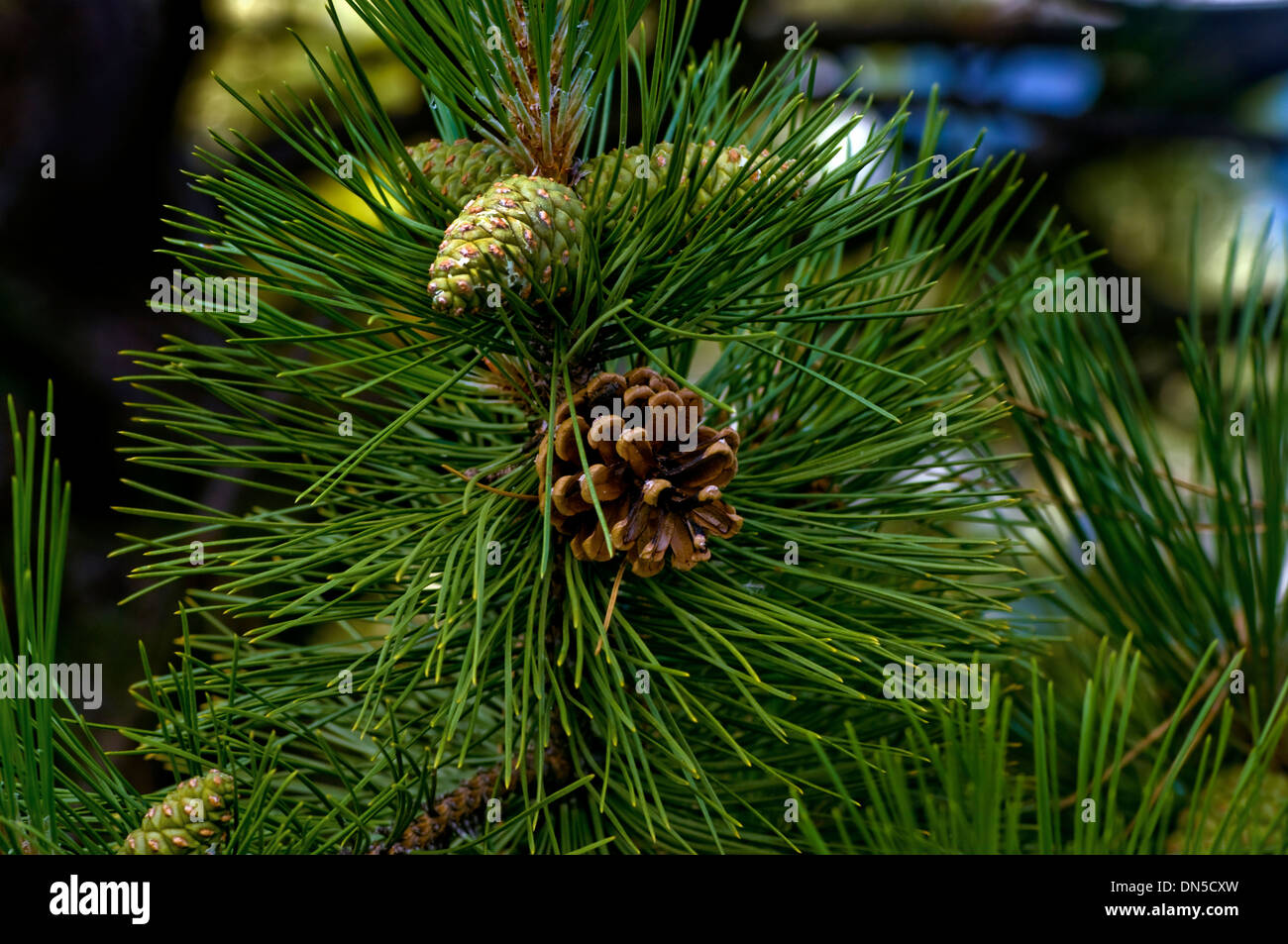 Conifer tree branches with pine cones (conifer cones Stock Photo - Alamy