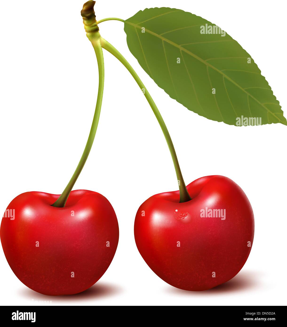 Closeup two red garden Stock Vector Images - Alamy