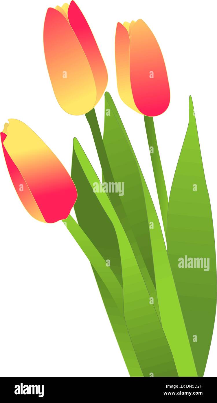 Flower flowers tulips Stock Vector Images - Alamy