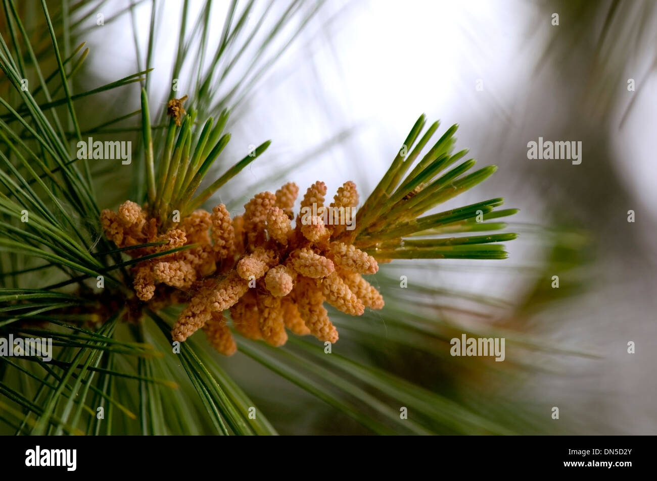 Closeup of a conifer tree branch with immature pine cones (conifer ...