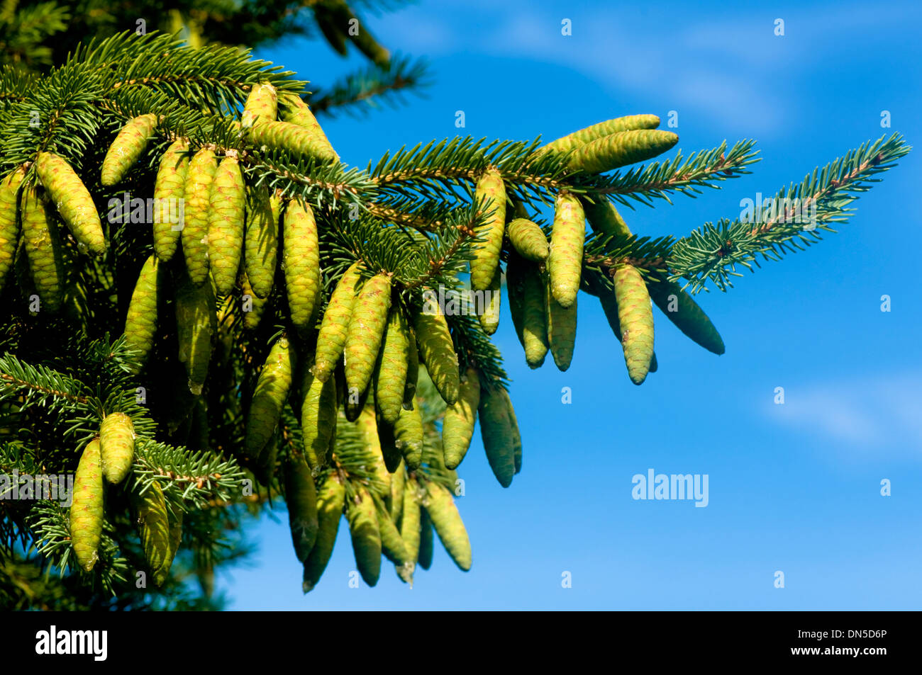 Conifer tree branches with many clustered pine cones (conifer cones ...