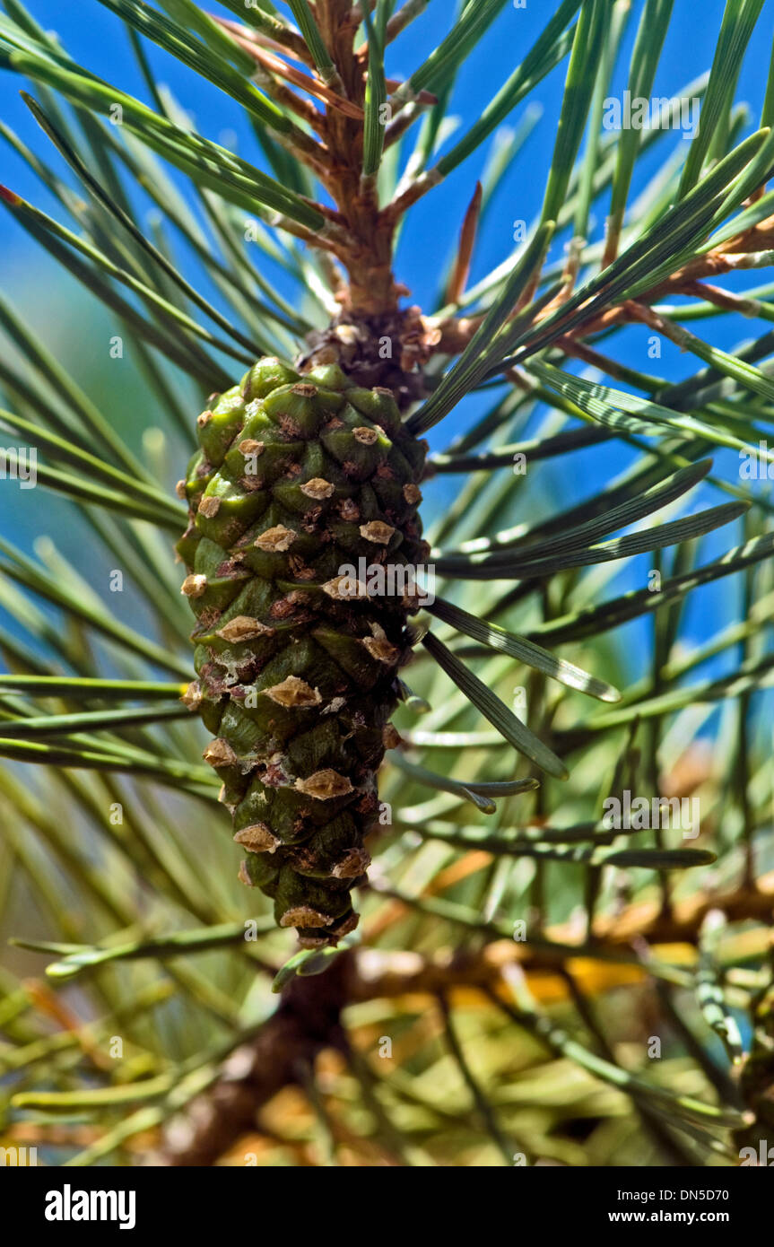 Closeup of a conifer tree branch with pine cone (conifer cone Stock ...