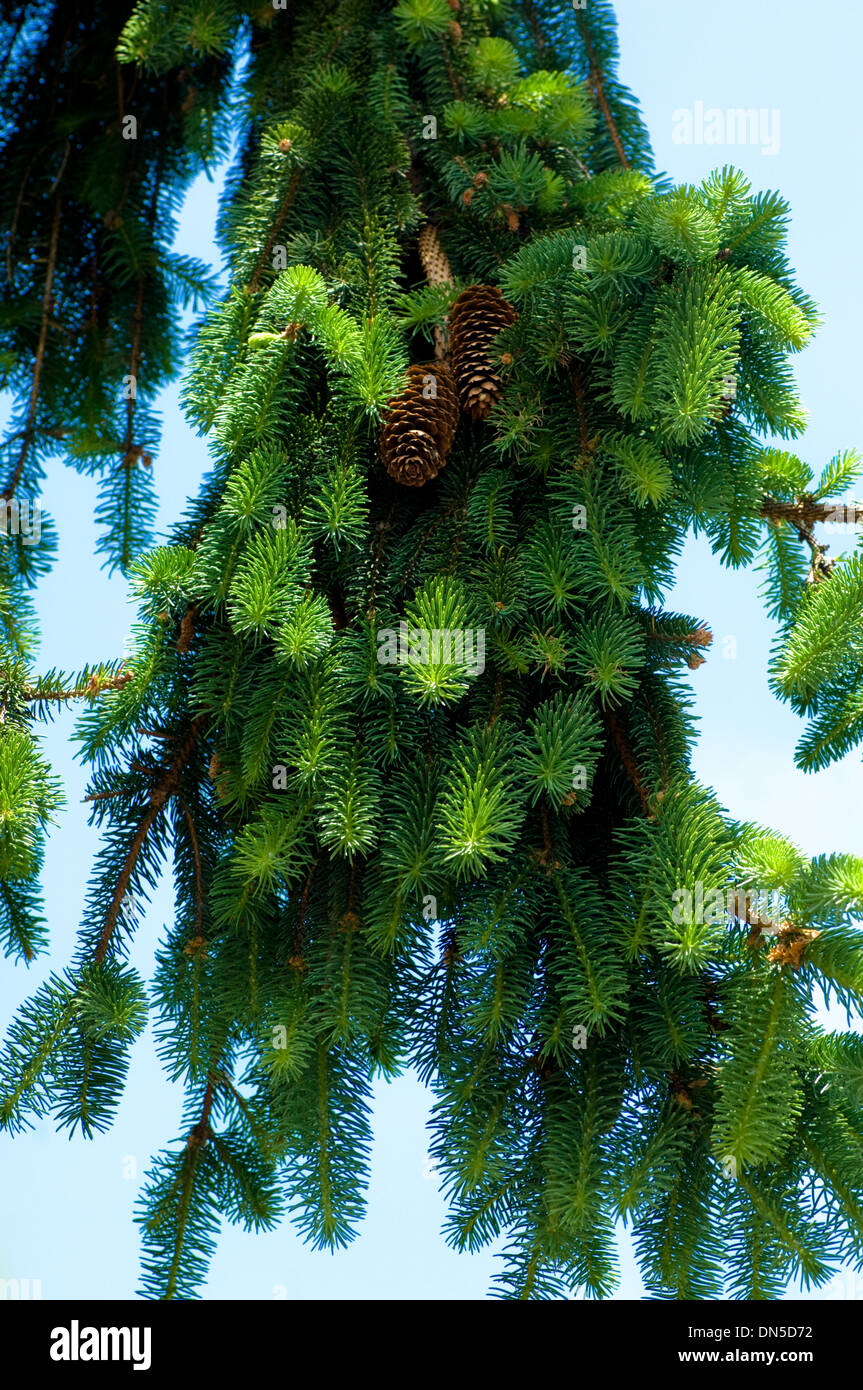 Conifer cones hi-res stock photography and images - Alamy