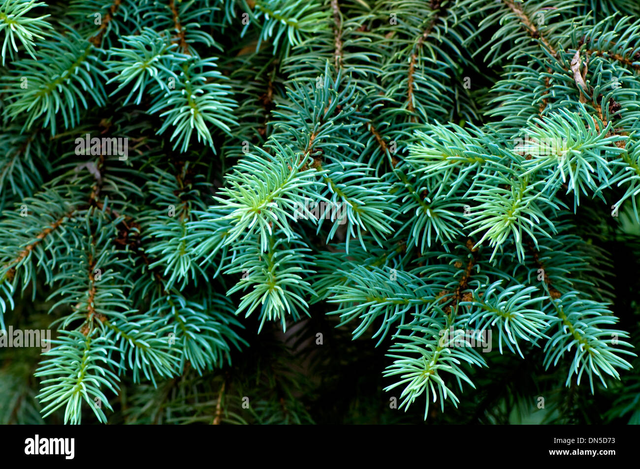 Conifer tree branches hi-res stock photography and images - Alamy
