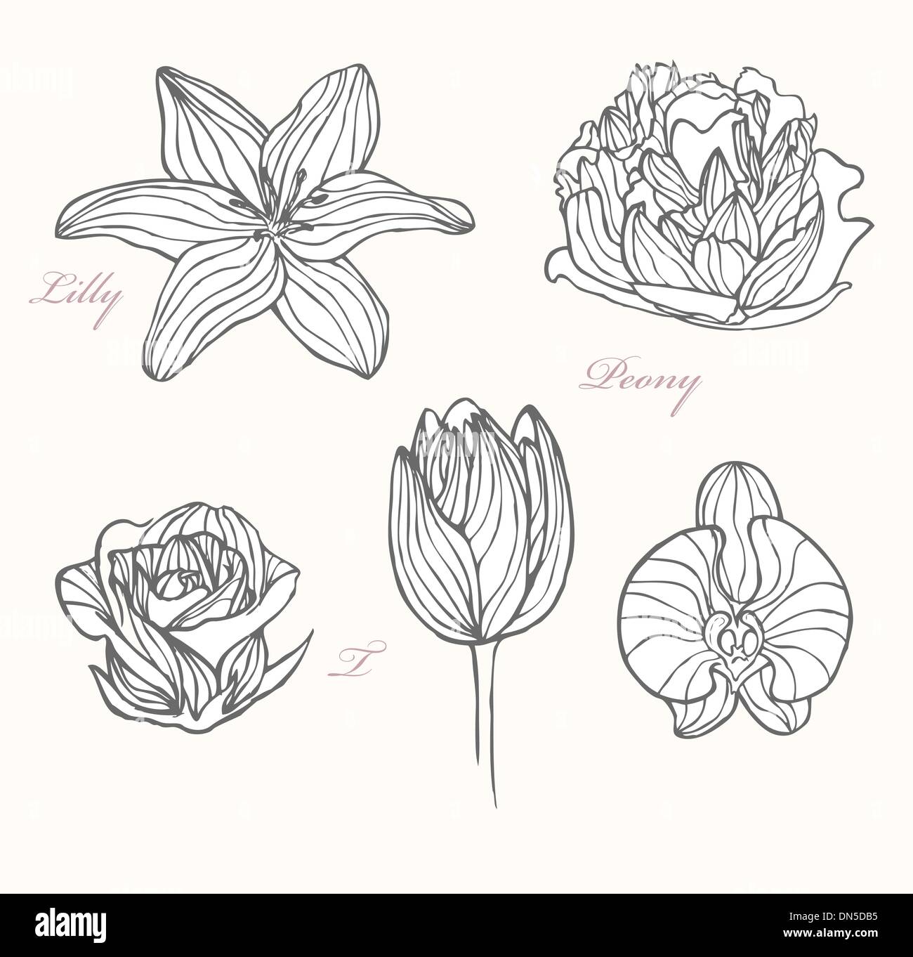 Flowers engraving Stock Vector Images - Alamy