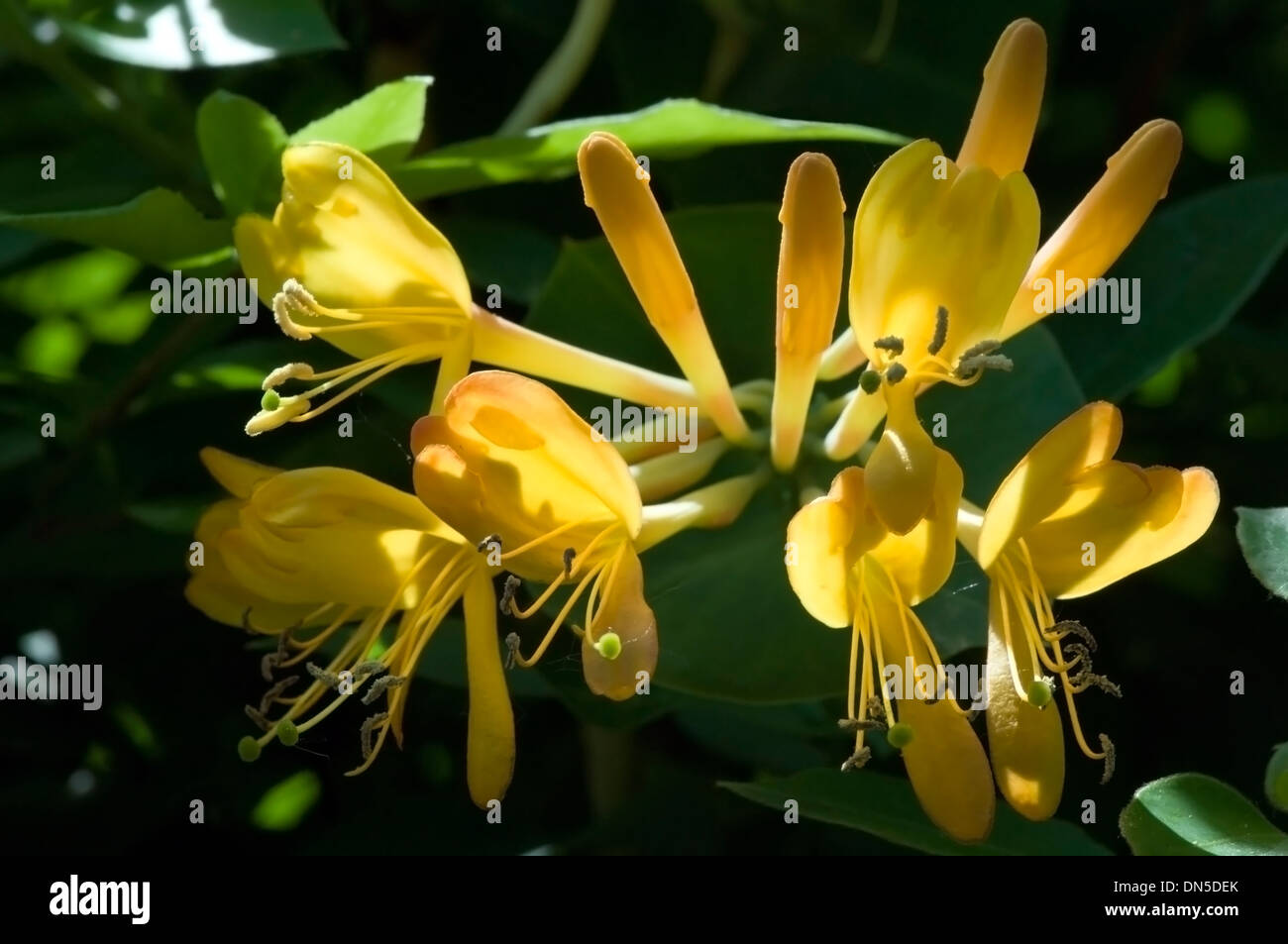 Giant Burmese Honeysuckle (Lonicera hildebrandiana) tree with yellow ...