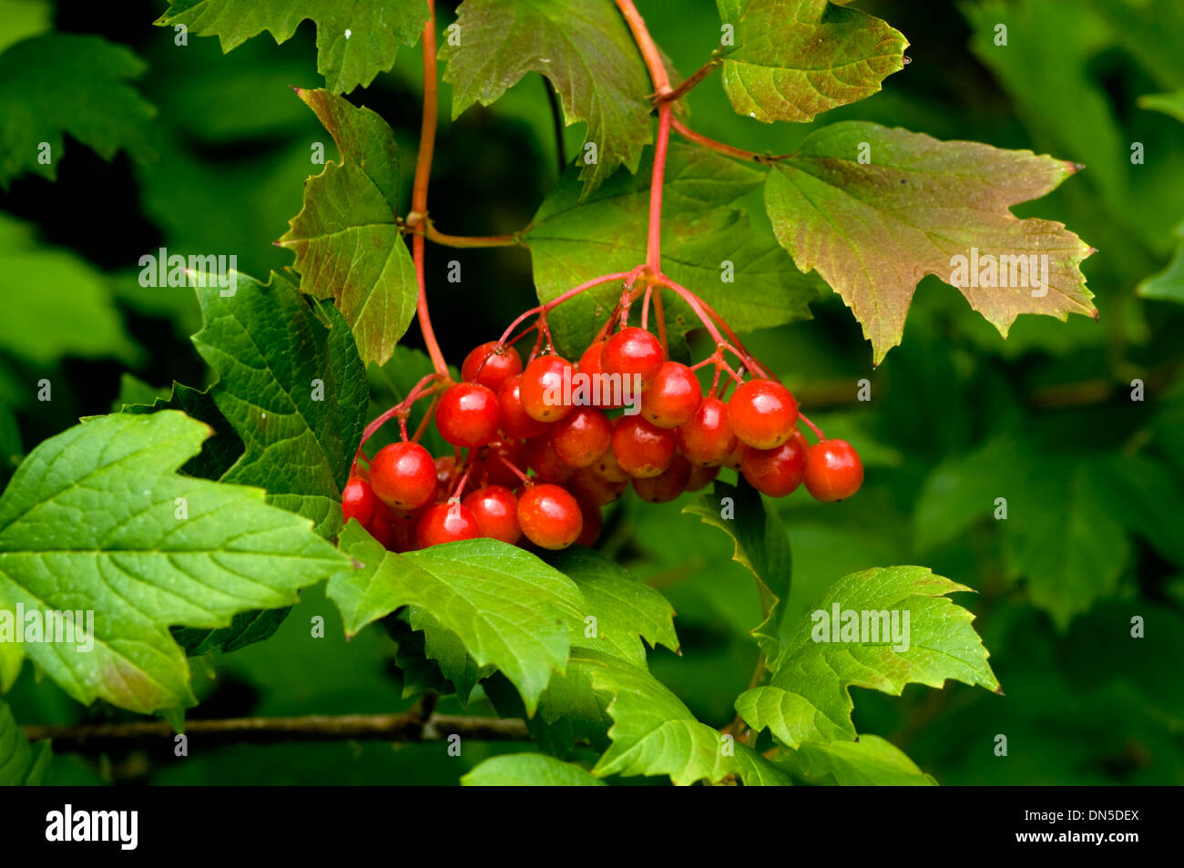 Hawthorne tree hi-res stock photography and images - Alamy