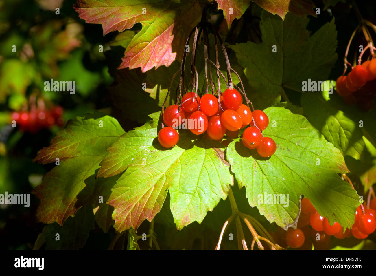 Hawthorne tree hi-res stock photography and images - Alamy