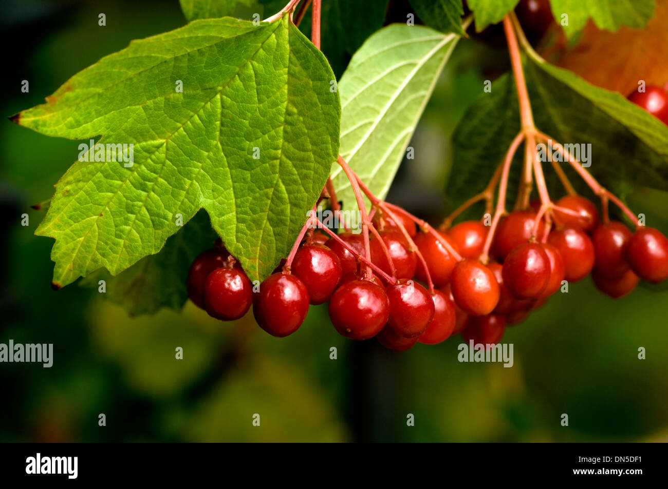 Hawthorne tree hi-res stock photography and images - Alamy