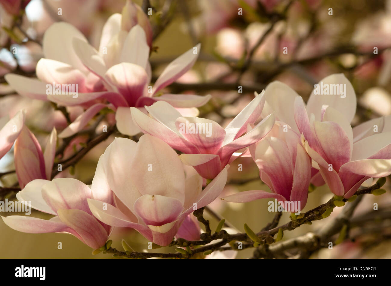 Pink and white Magnolia, Magnoliaceae, spring flowers bloom on the tree ...