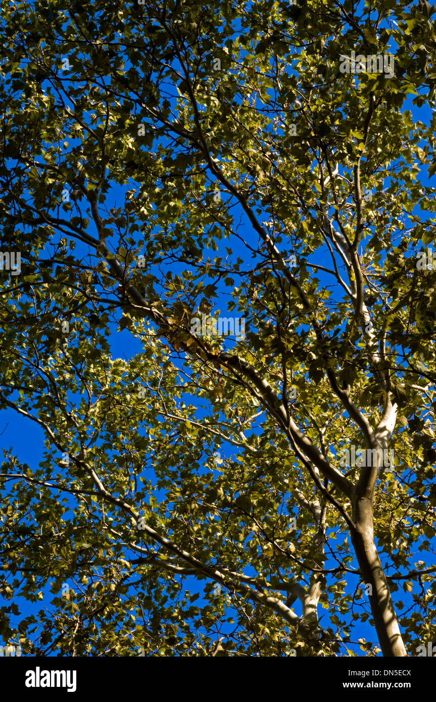 Sycamore tree trees hi-res stock photography and images - Alamy