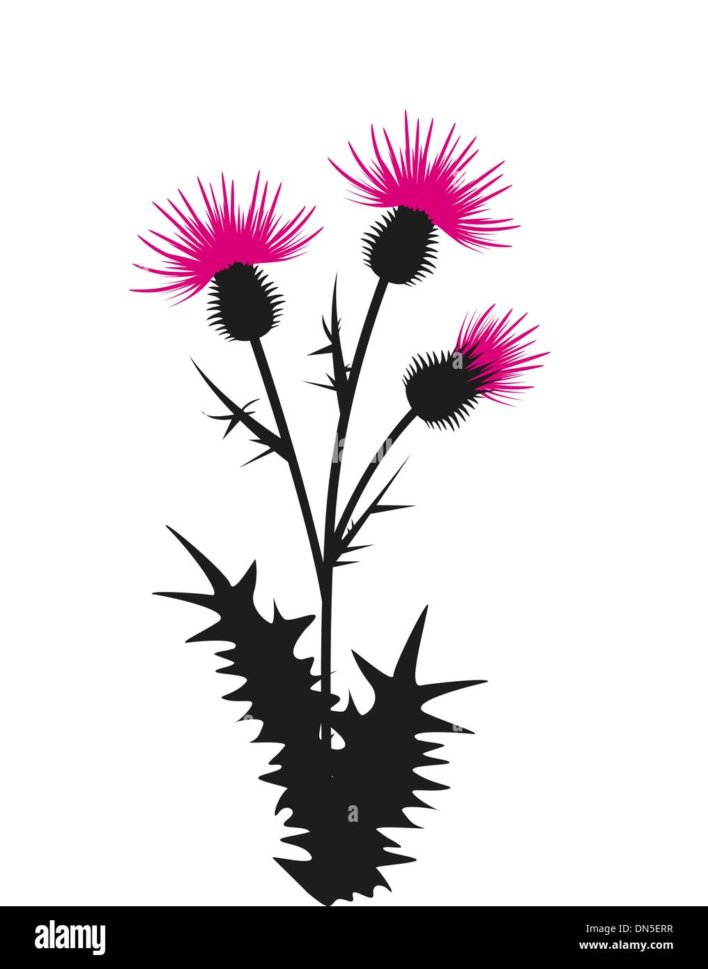 Thistle Stock Vector Images - Alamy