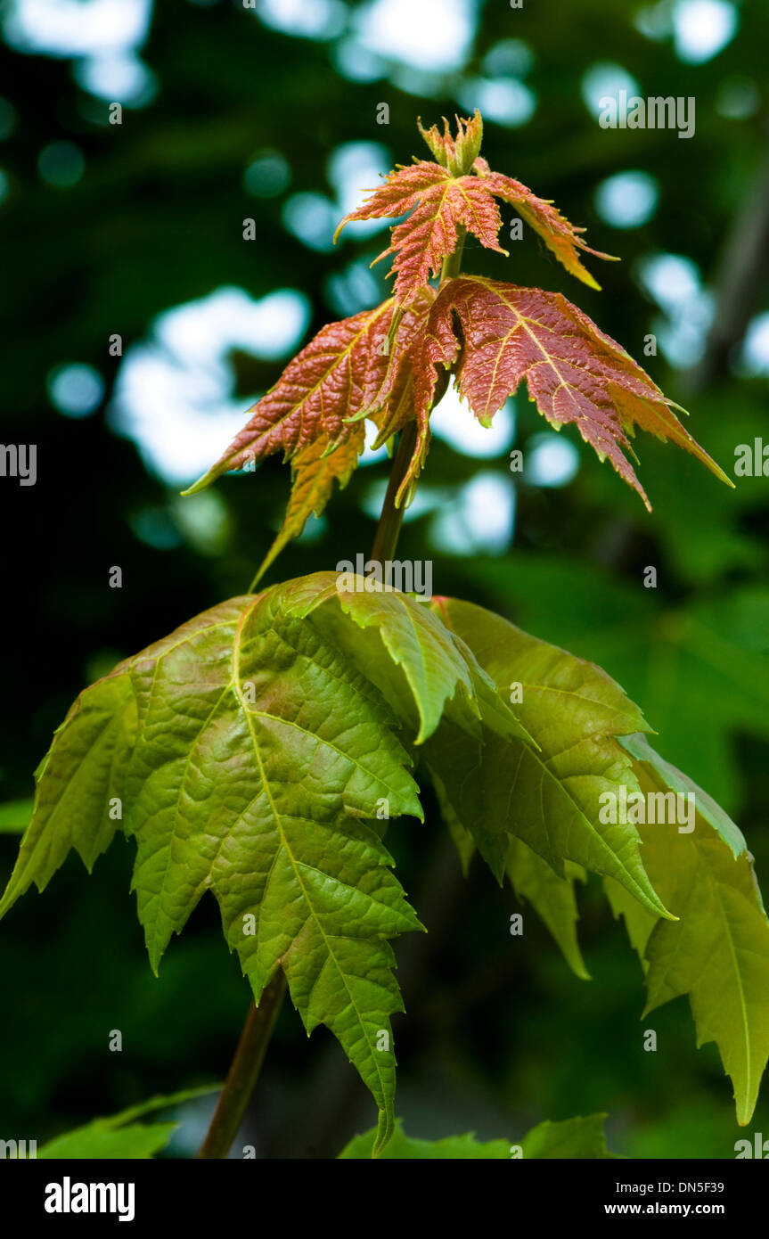 Shoot up sprout hi-res stock photography and images - Alamy