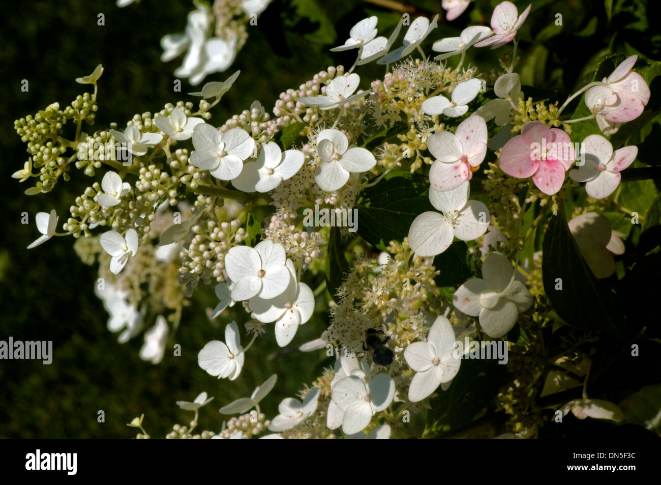 A Virburnum, also called a highbush cranberry, flowers in late Summer ...