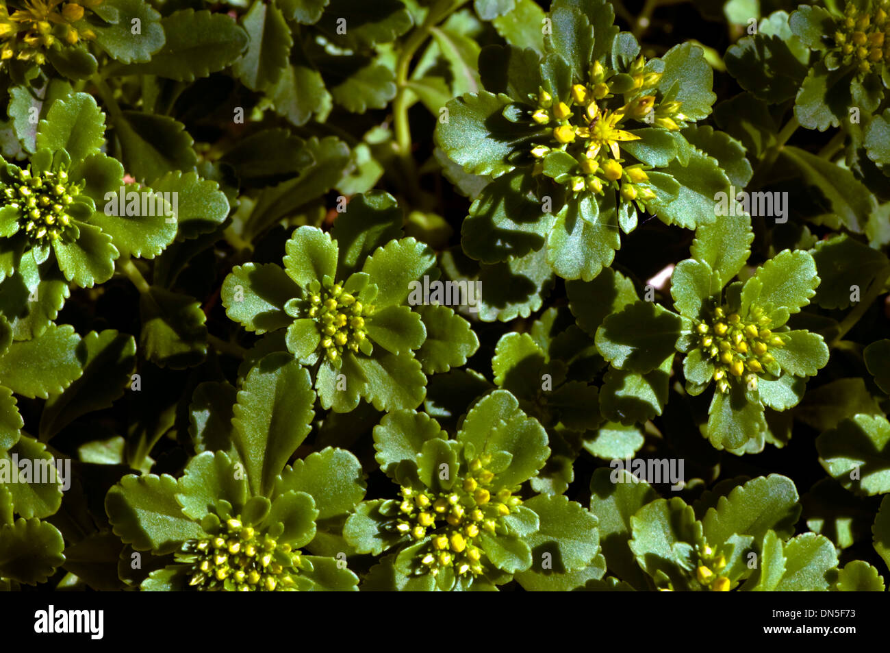 Ground plant hi-res stock photography and images - Alamy