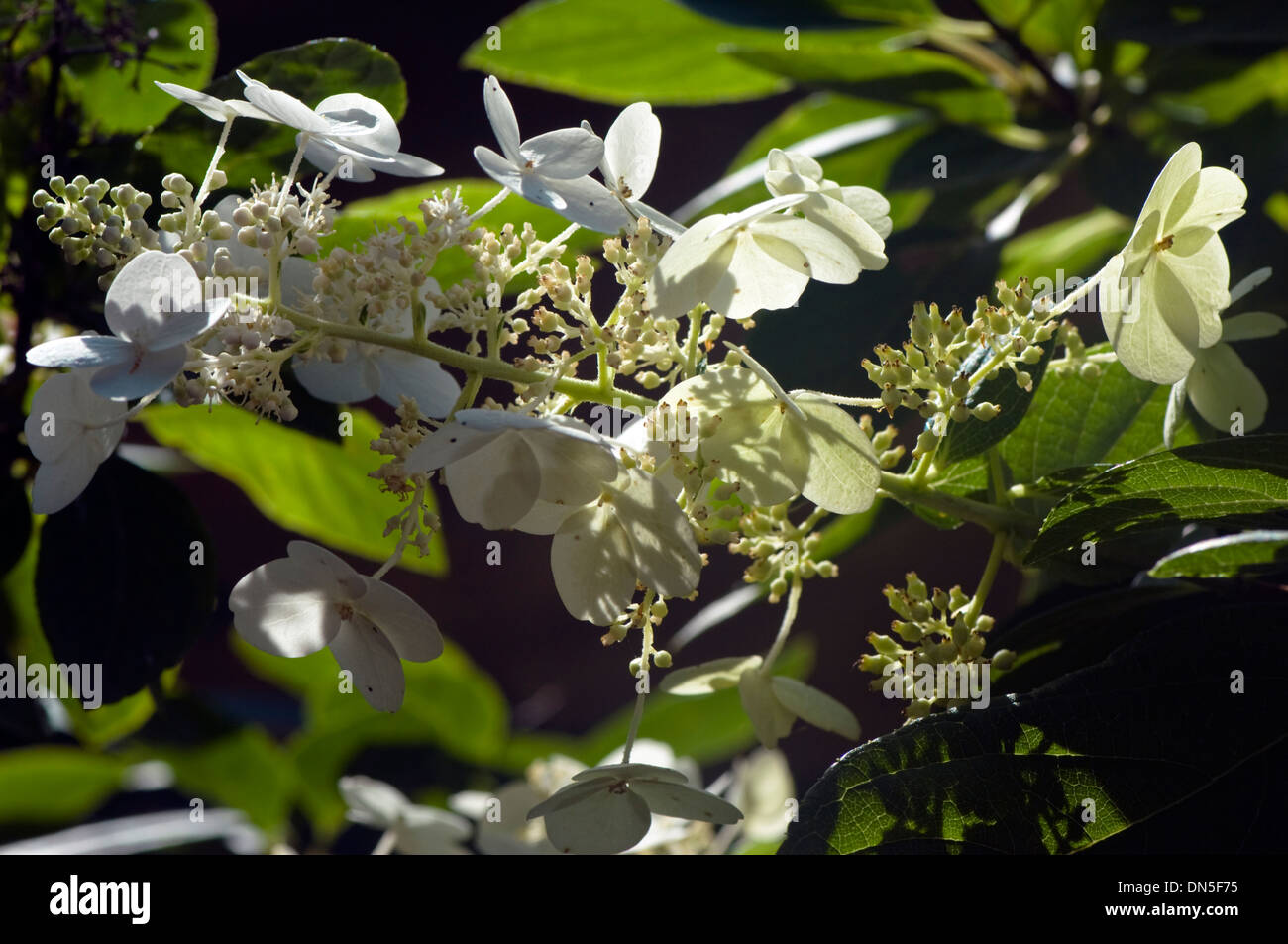 Unknown blooms hi-res stock photography and images - Alamy