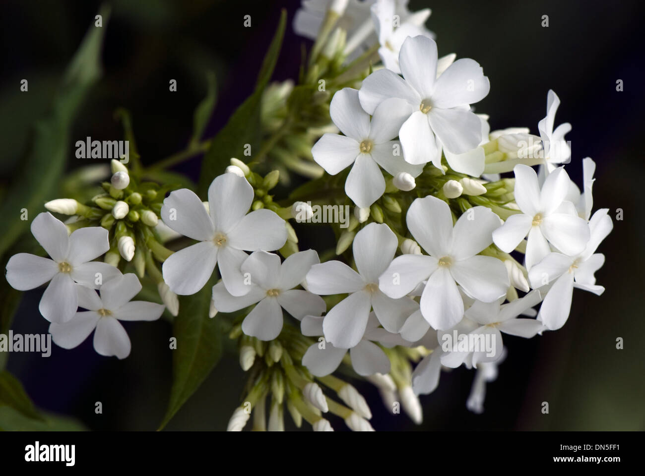 Unknown Blooms High Resolution Stock Photography and Images - Alamy