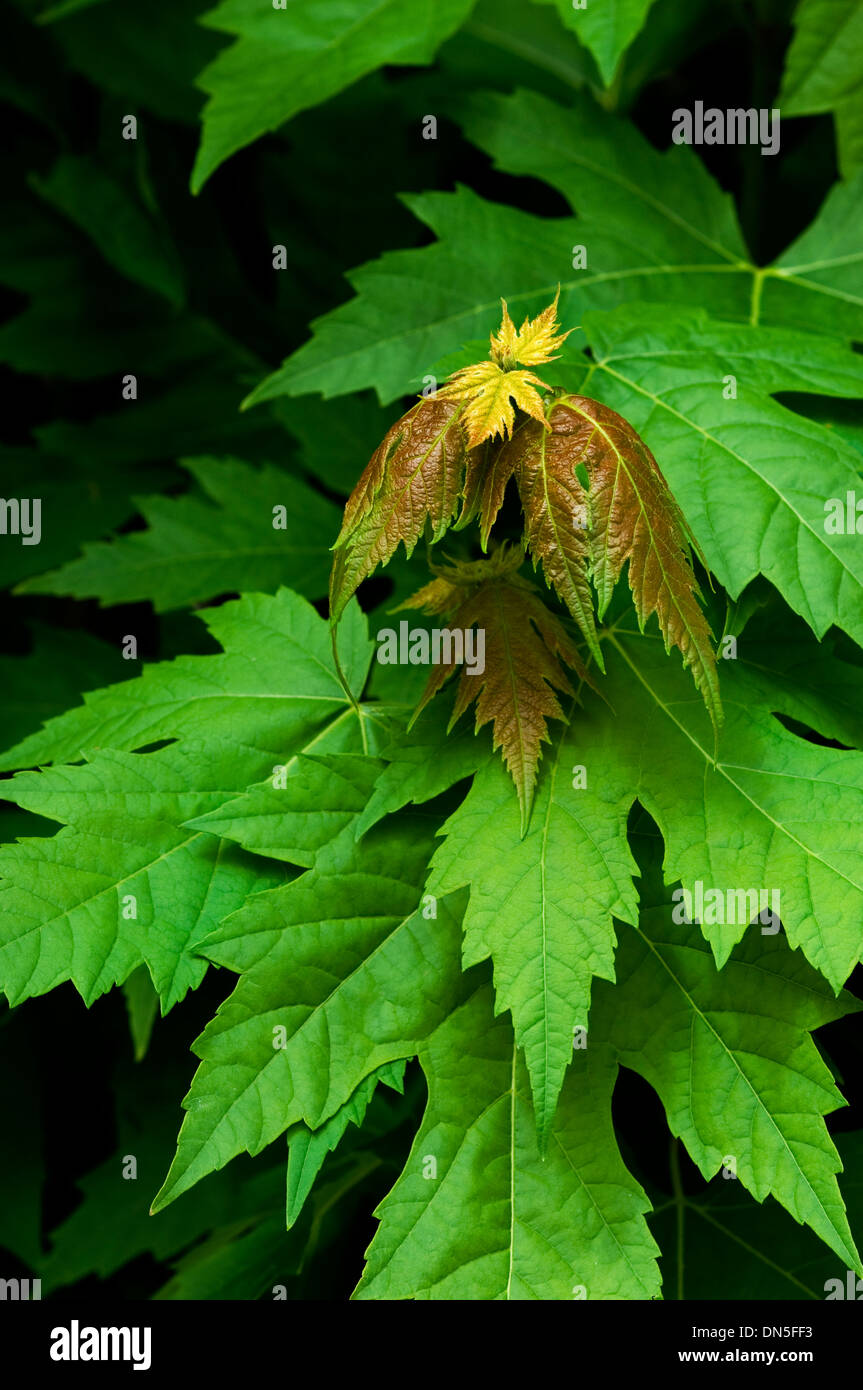 New red-brown leaves sprout up from this tree in the spring, closeup ...