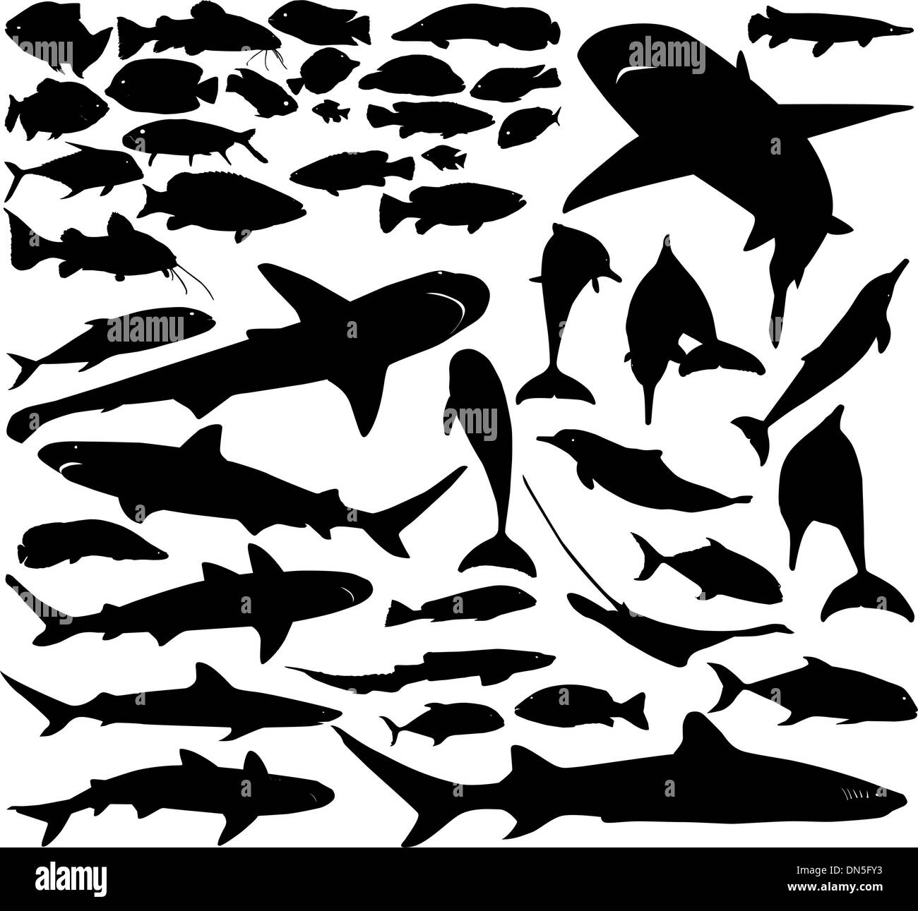 Saltwater fish species vectors hi-res stock photography and images - Alamy