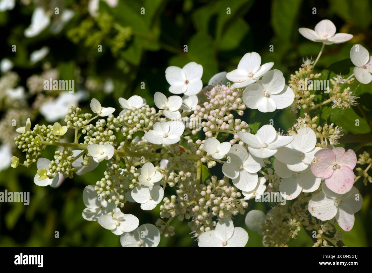 A Virburnum, also called a highbush cranberry, flowers in late Summer ...