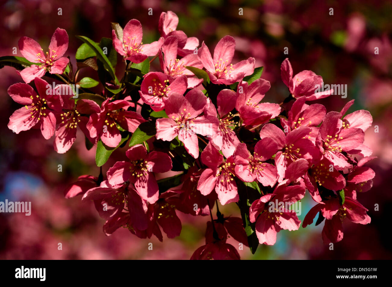 Red-magenta Crabapple flower blossoms in the spring Stock Photo - Alamy